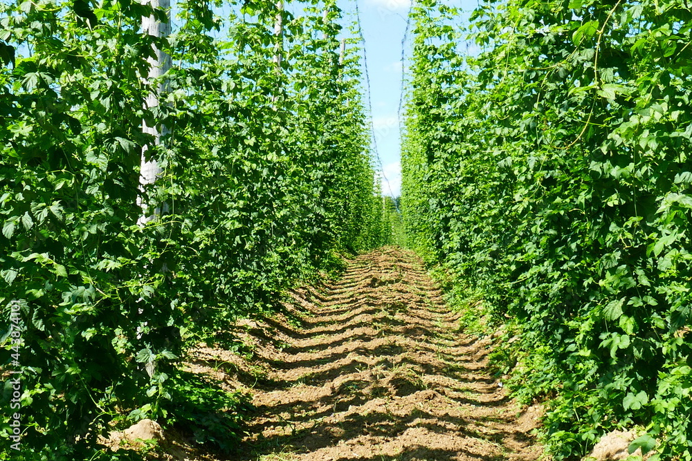 Humulus lupulus, the common hop is a flowering plant of the hemp family ...
