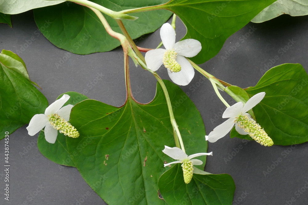 Houttuynia cordata, an antiviral, medicinal herb. Also known as fish ...