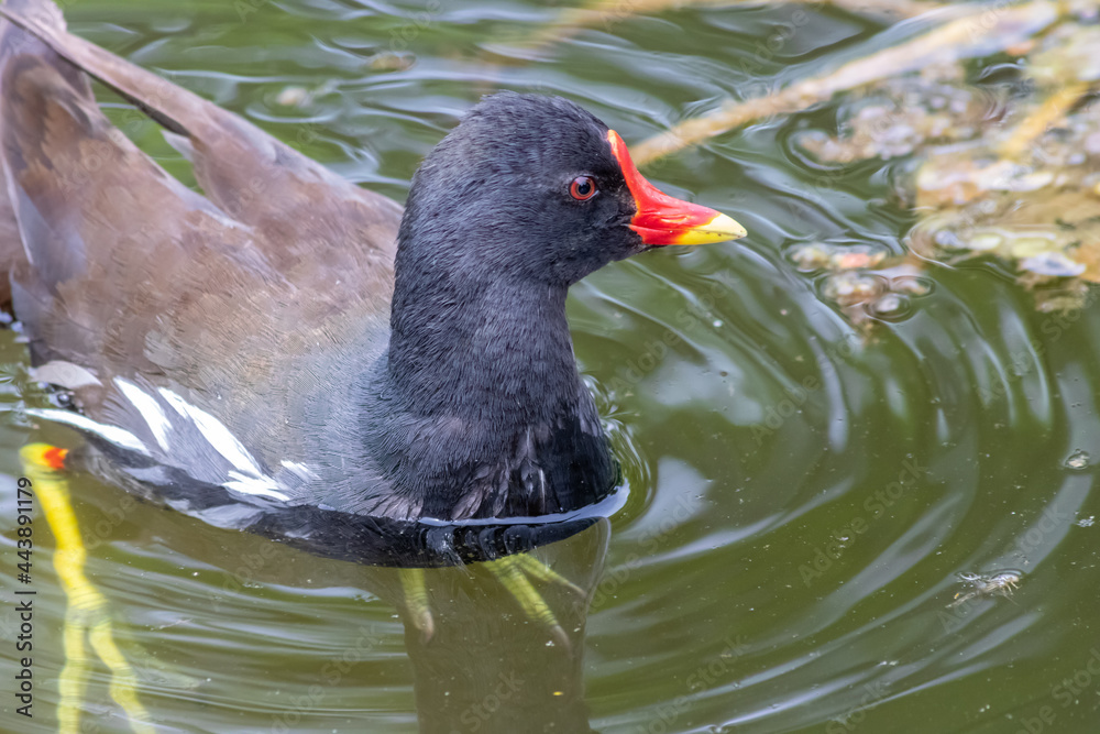 Little moorhen biddy with red beak and blue head with red and orange ...