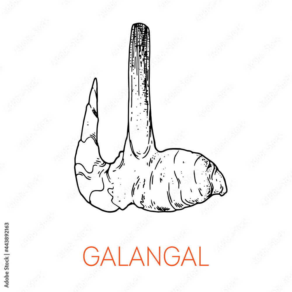Galangal root hand drawn vector illustration. Isolated sketch of ...