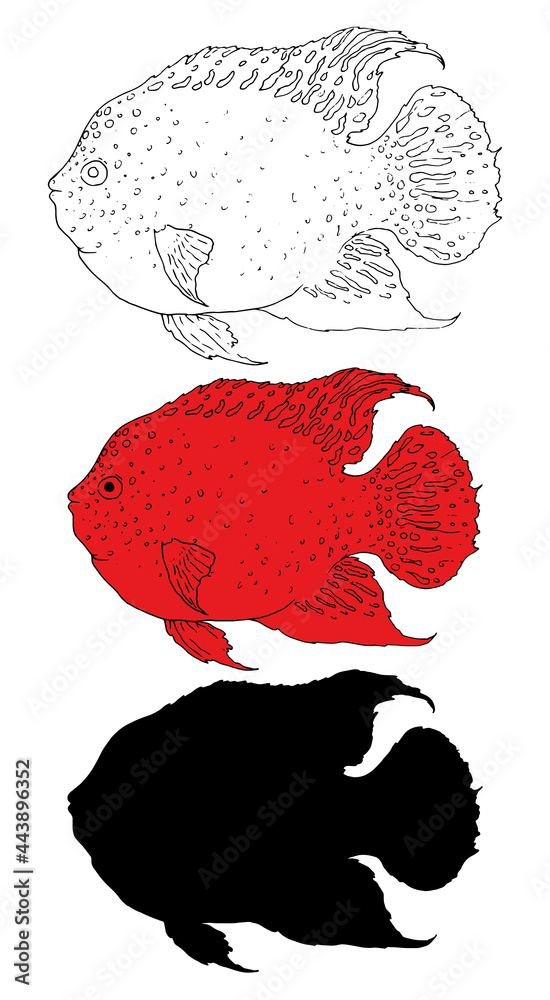 Vector set of aquarium red fish Texas cichlid. hand drawn aquarium fish ...