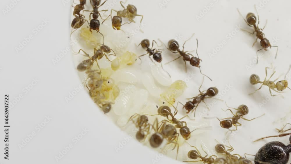 A colony of reaper ants on an acrylic ant farm. Close-up with a limited ...