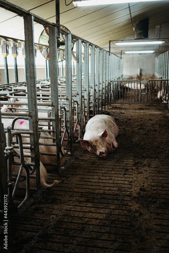 Indoor pig farm Stock Photo | Adobe Stock