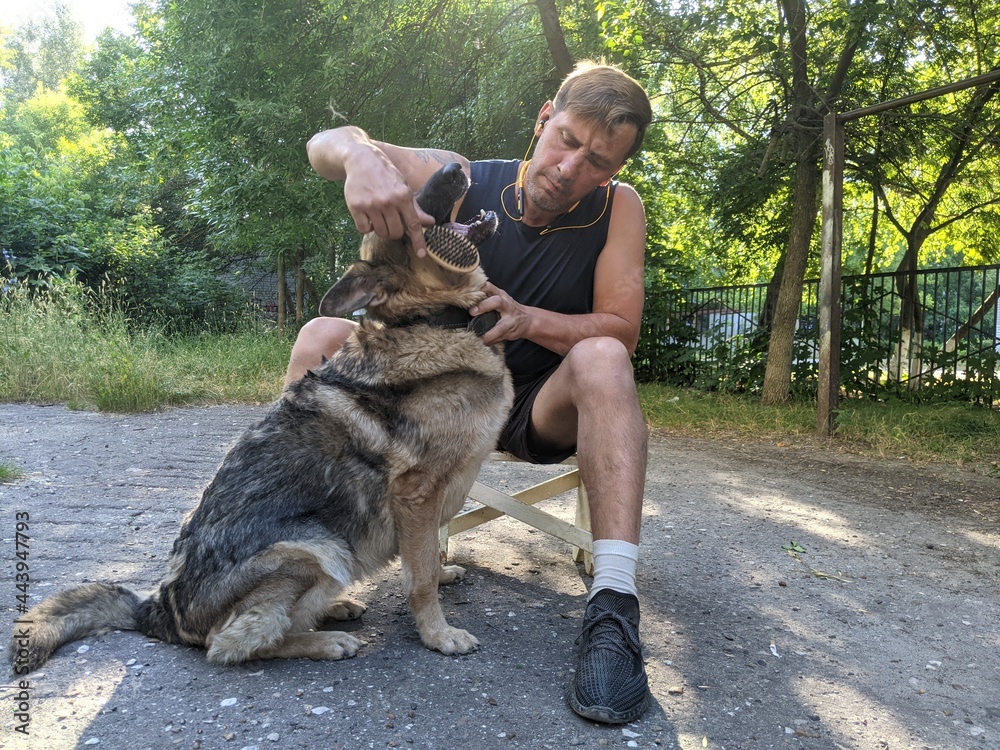 Molting a dog, a man combs the wool of a German Shepherd. Stock Photo ...