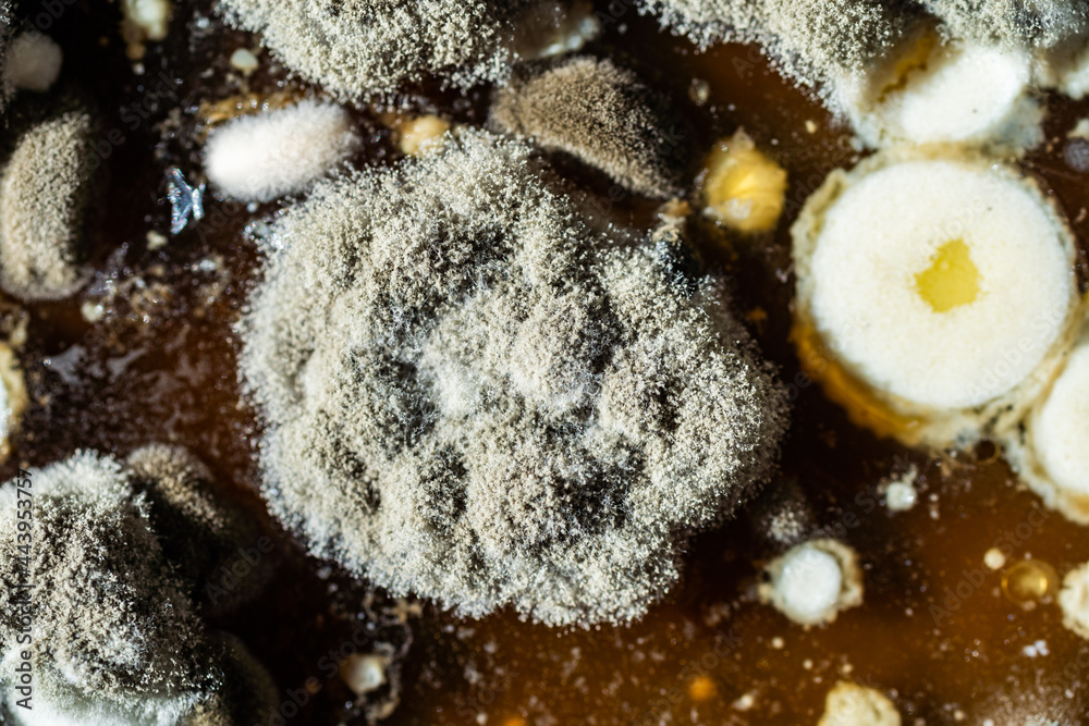 The process of spoiling food close-up. Study of the nature of mold ...