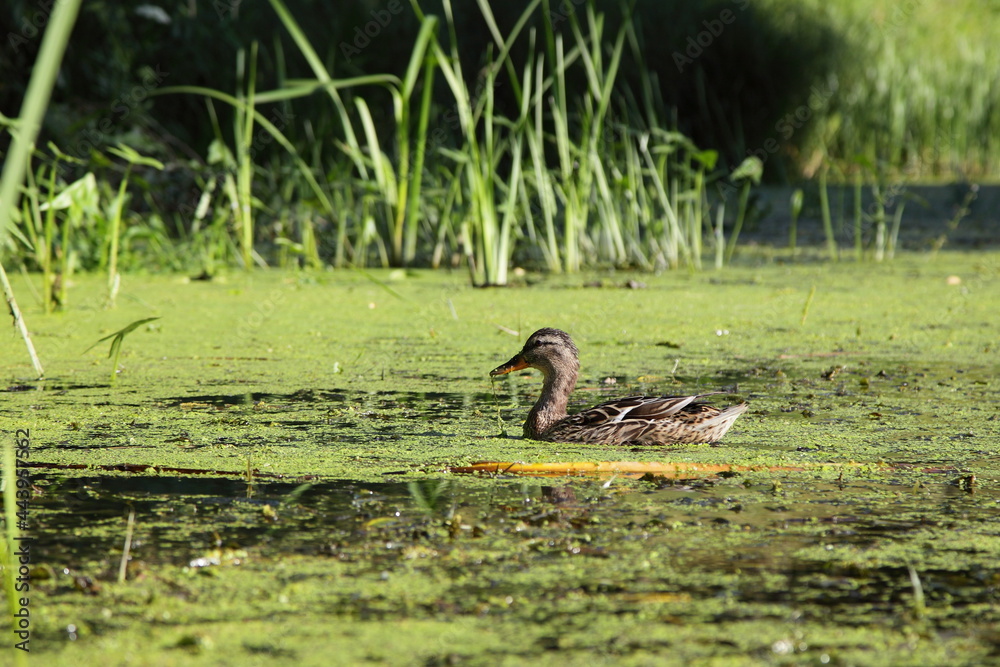 Waterfowl wild duck swim in the green mud in a swampy lake on the water ...