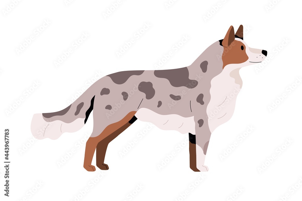 Side view of cute young dog. Beautiful doggy with multicolored fur and ...