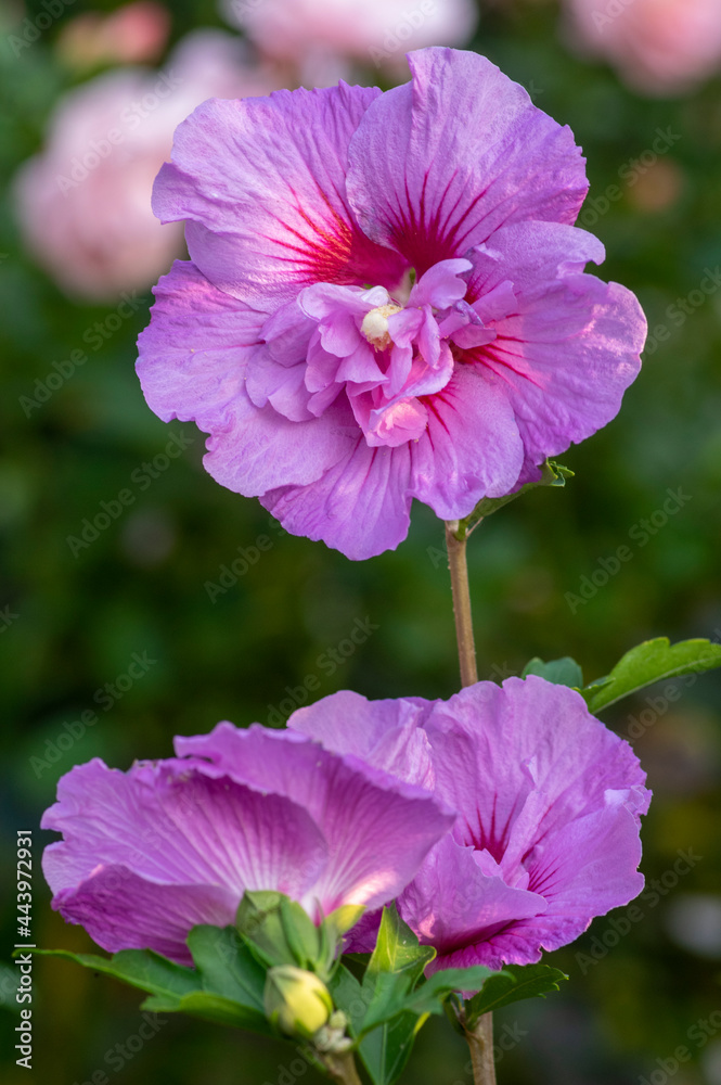 Hibiscus syriacus korean rose or syrian ketmia shrub in bloom, rose ...