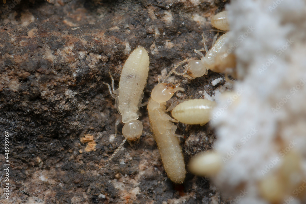 Termites inside the termite bait box. The picture conveys how to get ...