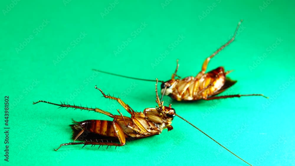 cockroach. American cockroaches on green background. cockroaches eating ...