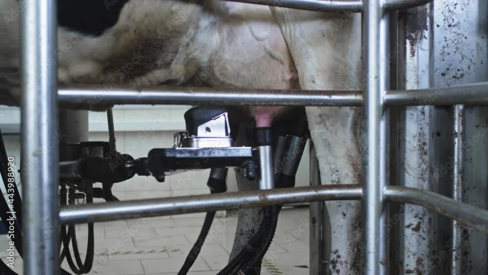 Automatic machine robot for milking cow's milk. Cattle in the barn. The ...