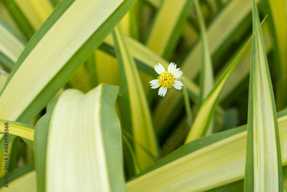 Coat buttons or Mexican daisy flower (Tridax procumbens) and spider ...
