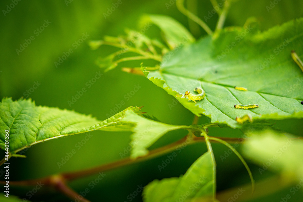 Green larva worm grub caterpillar on a bush eating leaf macro closeup ...