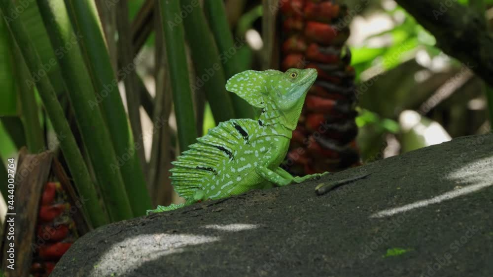 Immature Green Basilisk ( Basiliscus plumifrons) also called commonly ...
