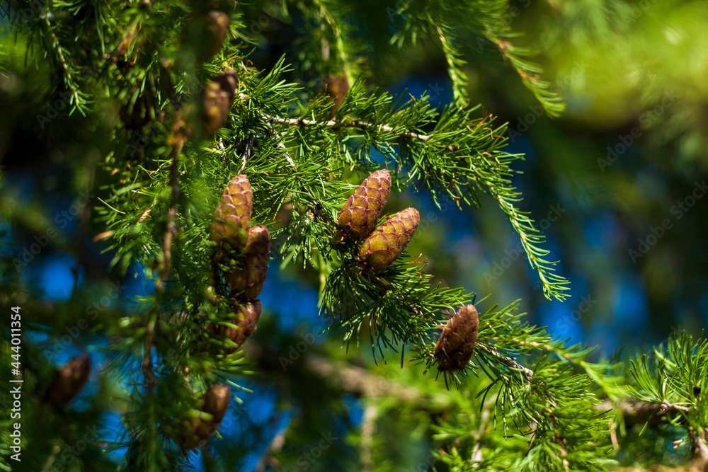 Spruce branches are decorated with young cones. Cones close-up. Close ...