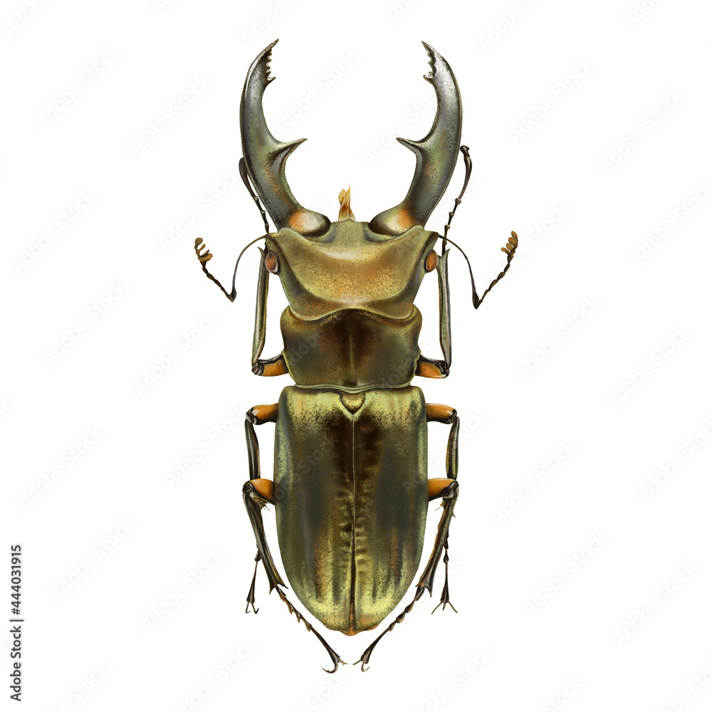 Stag Beetle Lucanus cervus Lucanini, Green stag beetles, antler ...