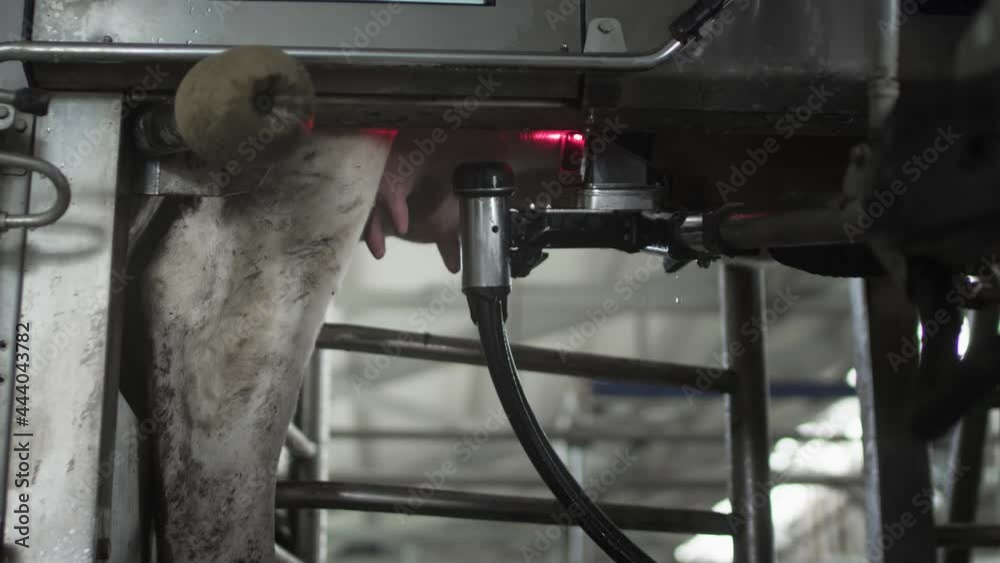 The red laser scans the udder of the cow to pump or suck out milk ...