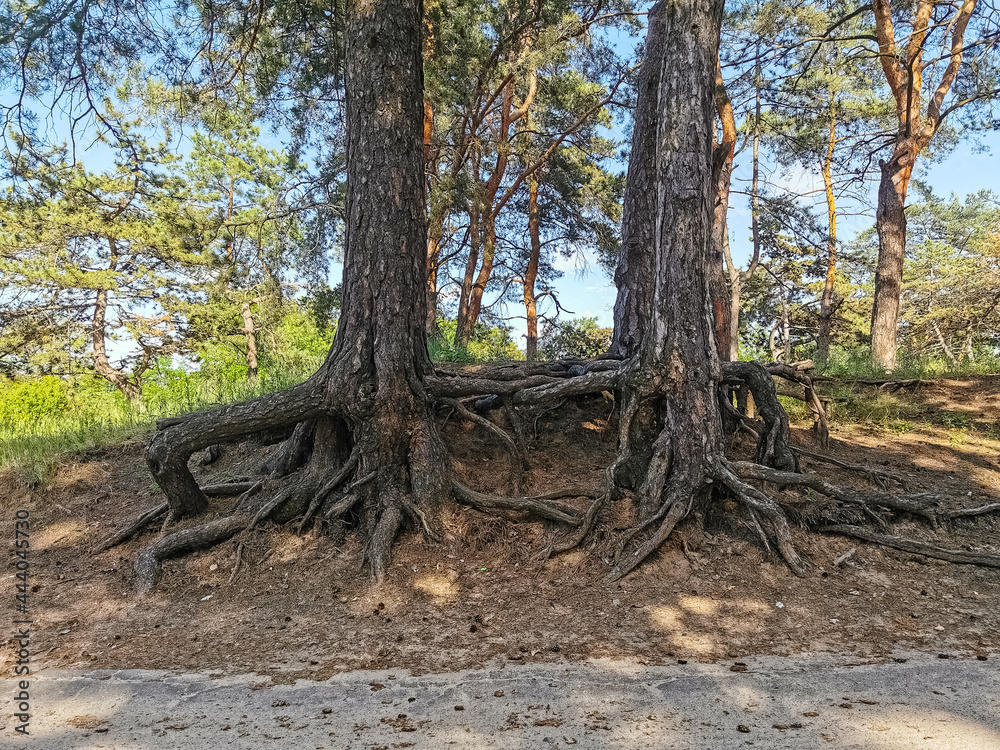 The root system of pine trees is visible from the ground in the forest ...