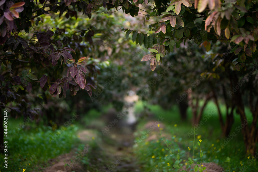 Guava fruit tree in an organic tropical garden, Guava garden with a ...
