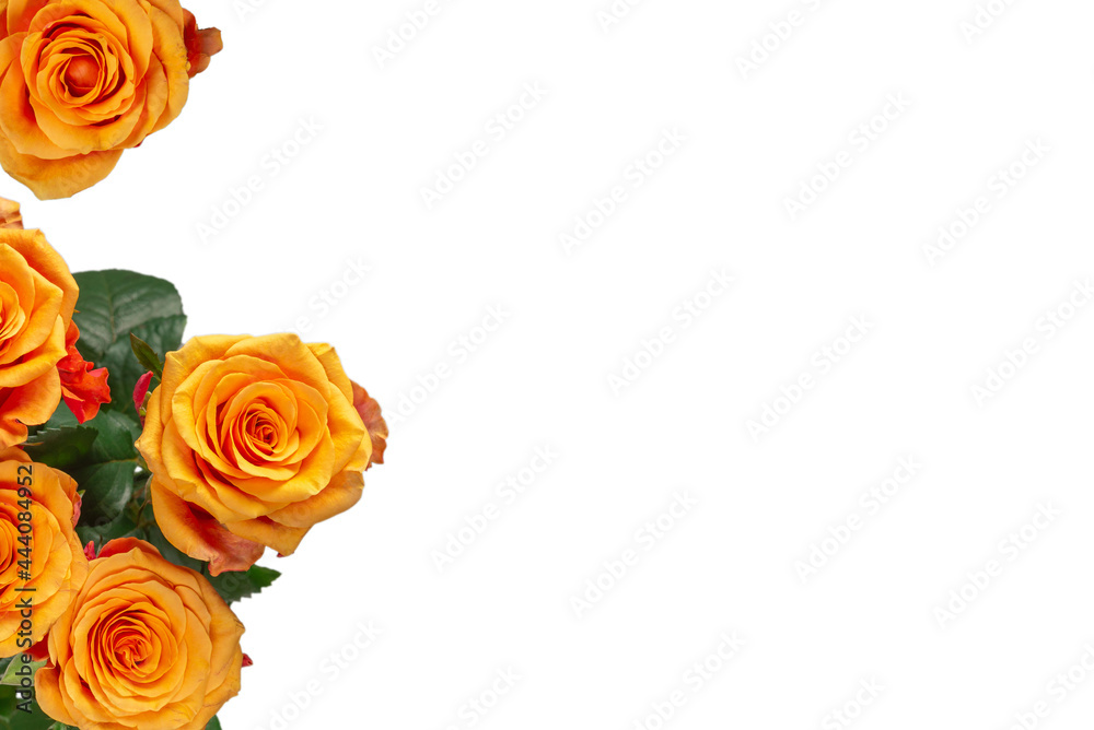 Orange rose isolated on a white background. Stock Photo | Adobe Stock