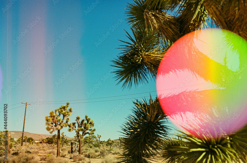 Yucca trees with rainbow sphere Stock Photo | Adobe Stock