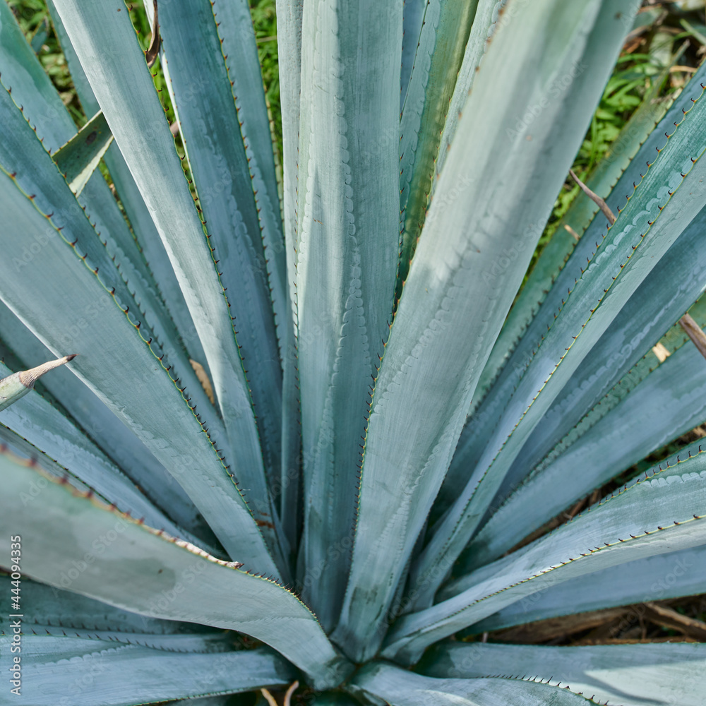 Primer plano de agave azul en el campo para hacer tequila concepto ...
