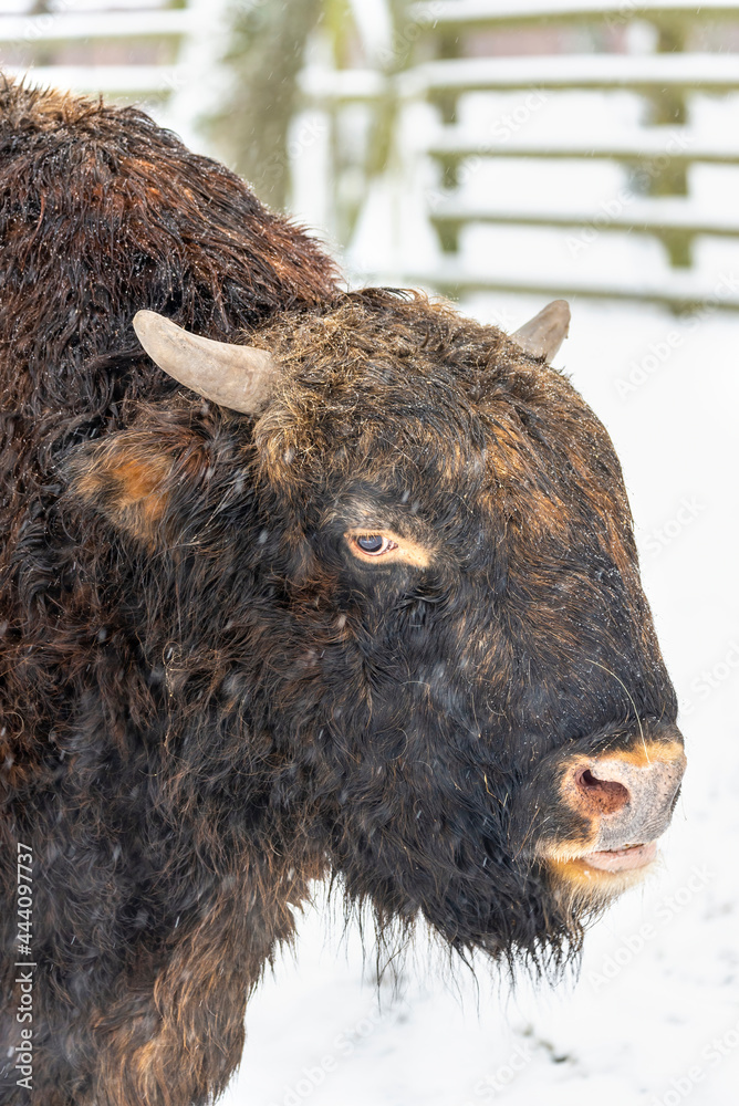 Zubron (a hybrid of bison and cattle) in a European Bison Show Reserve ...