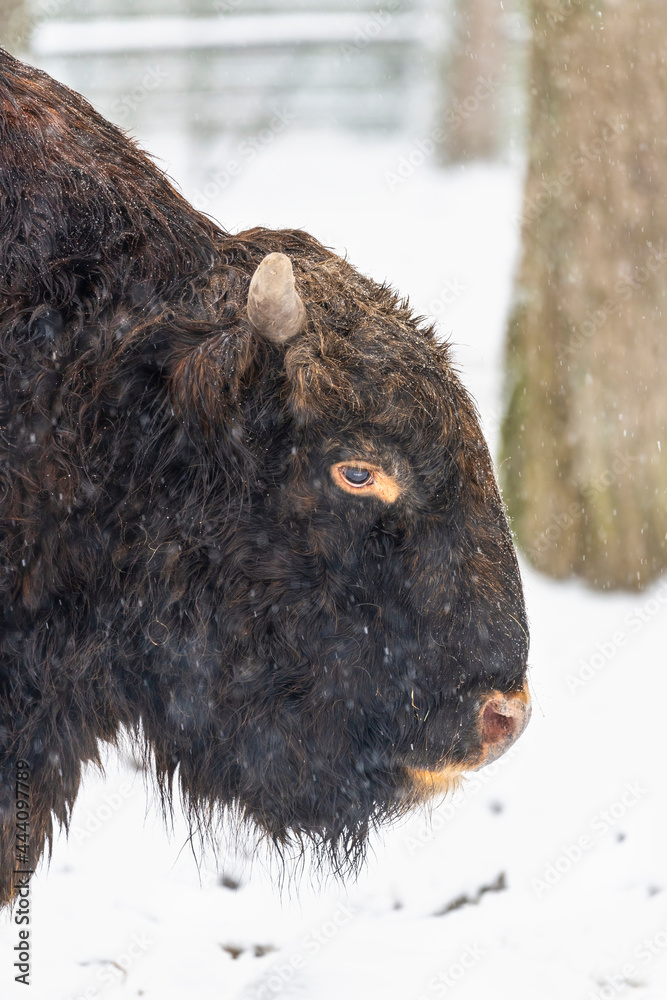 Zubron (a hybrid of bison and cattle) in a European Bison Show Reserve ...