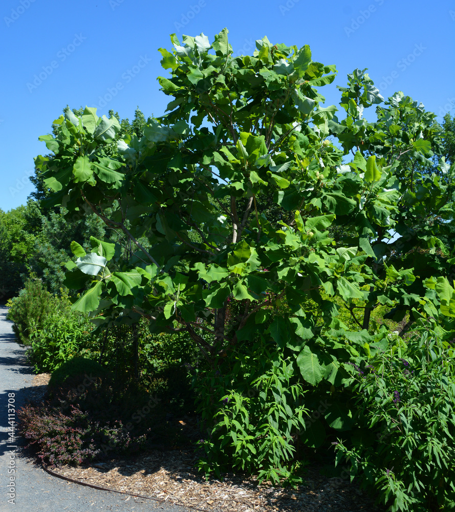 Magnolia macrophylla, the bigleaf magnolia, is a deciduous magnolia ...