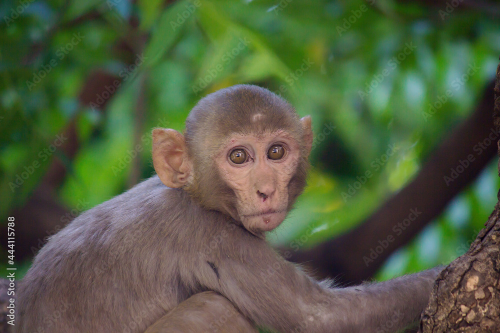 Monkey is a common name that may refer to certain groups or species of ...