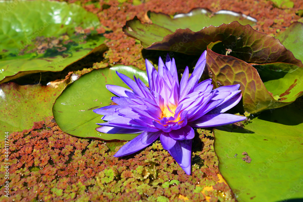 Water lily. Nymphaeaceae is a family of flowering plants. Members of ...
