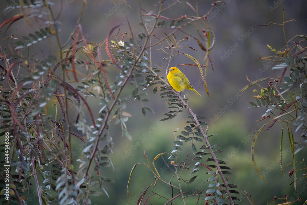 Sicalis flaveola, canário da terra. The land canary, Sicalis flaveola ...