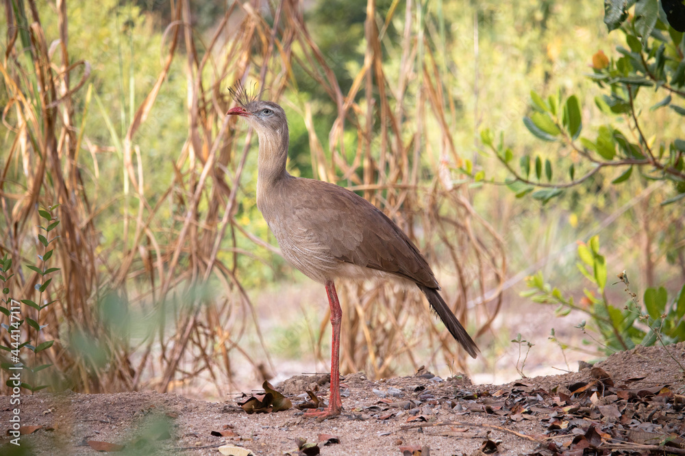 Seriema ou Sariema, Cariama Cristata. The seriema is a cariamform bird ...