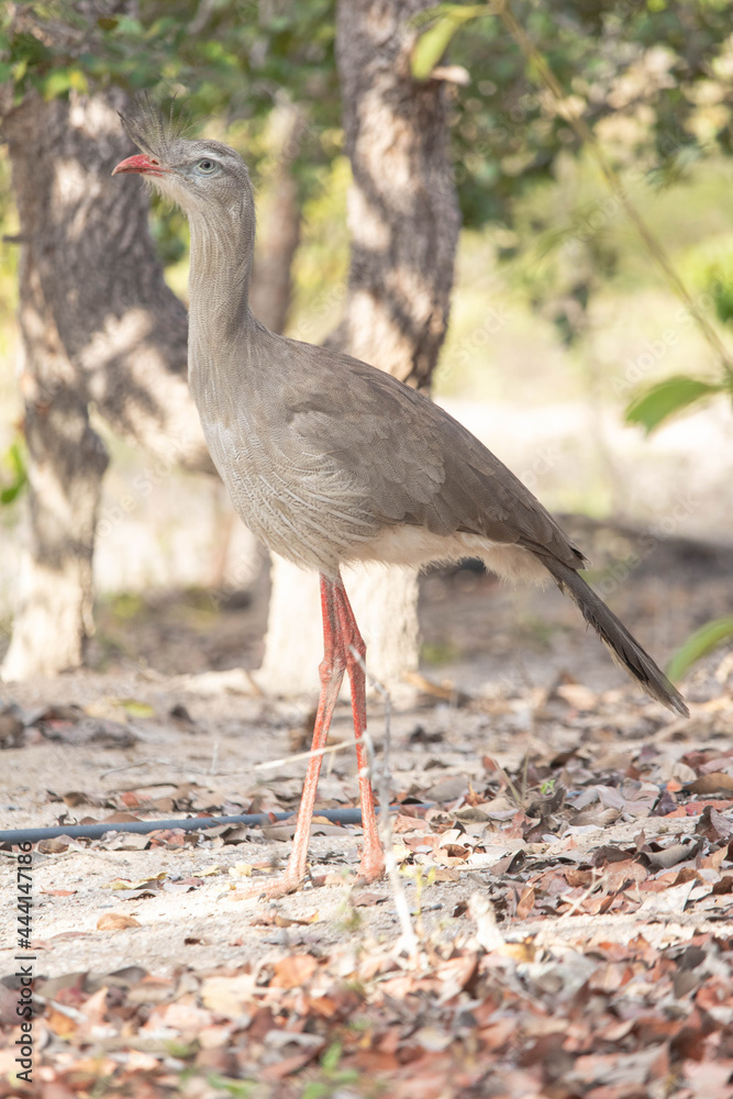 Seriema ou Sariema, Cariama Cristata. The seriema is a cariamform bird ...