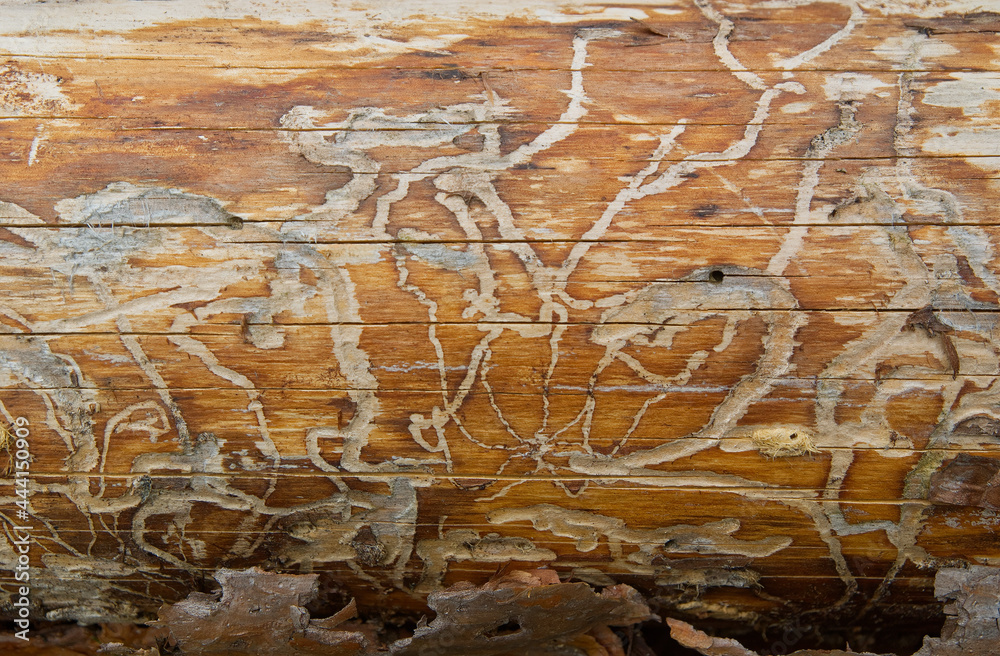 Worm markings on an old fallen tree log in forest looks like a strange ...