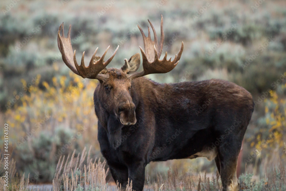 large shiras moose looking for cows Stock Photo | Adobe Stock