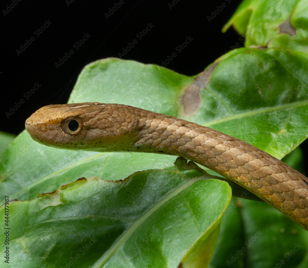 Snakes of Taiwan Greater Green Snake and Mock Viper Stock Photo | Adobe ...