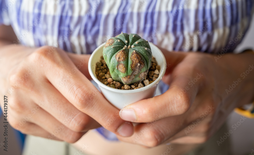 Woman holding Astrophytum cactus with rust disease caused by pathogenic ...