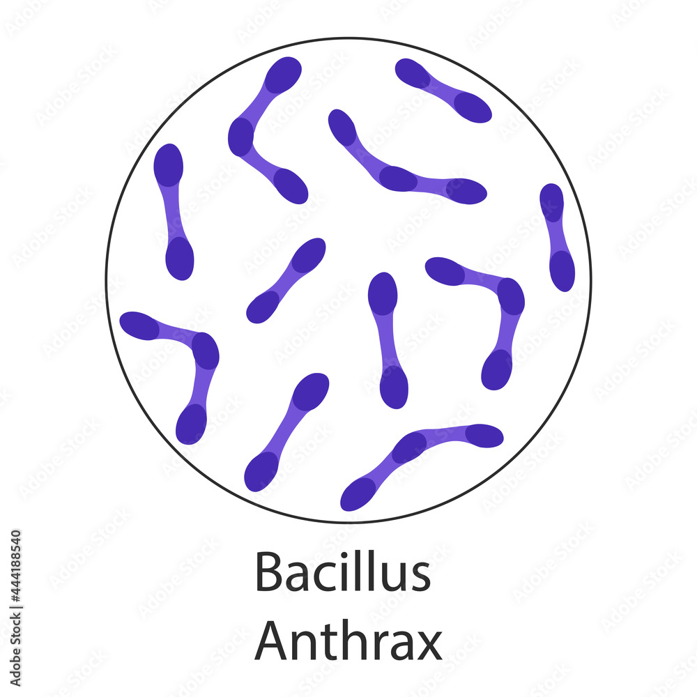 Corynebacterium diphtheriae, Corynebacterium, isolated on white. vector ...