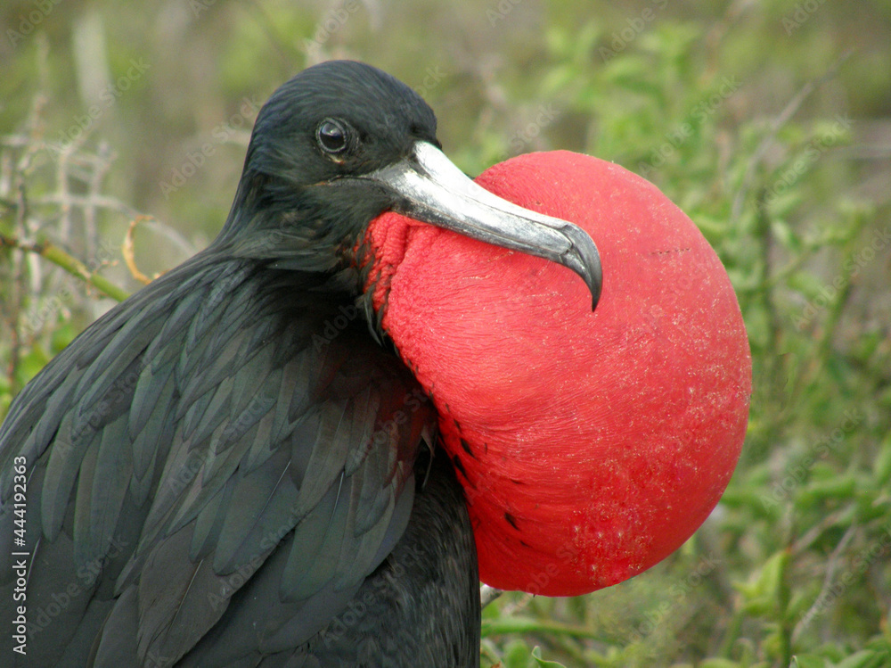 male magnificent Frigate bird displaying his red gular pouch in the ...