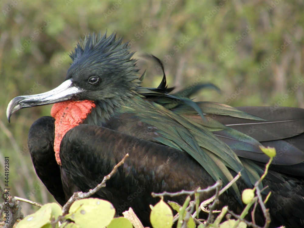 male magnificent Frigate bird with his red gular pouch in the galapagos ...
