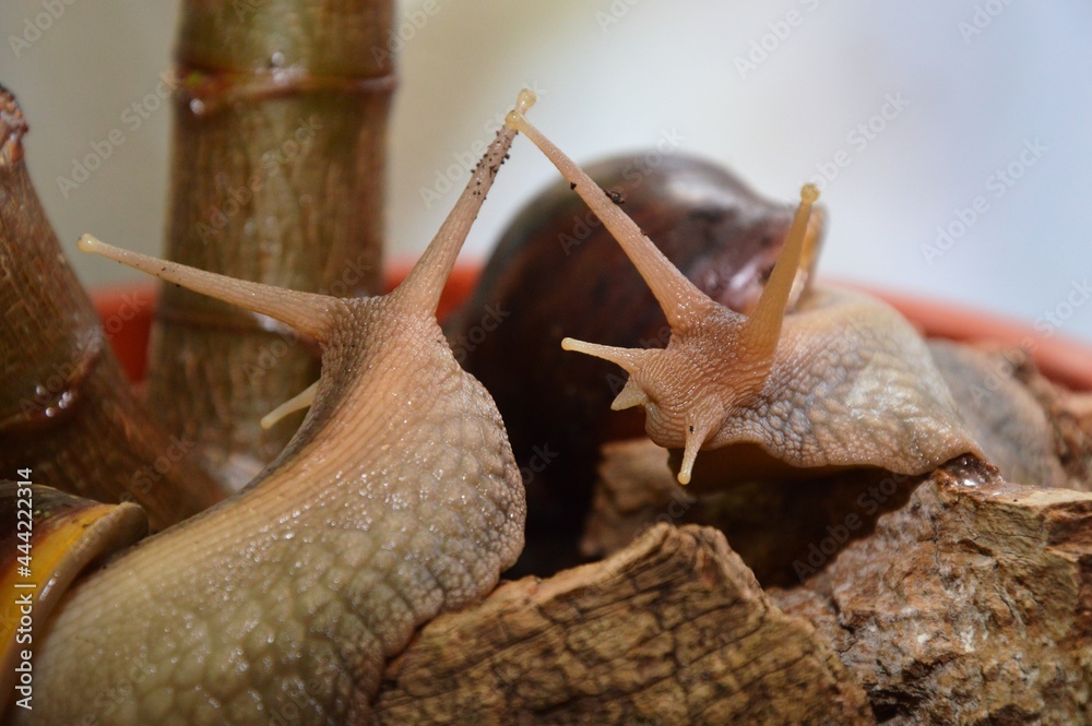 Giant African snail Achatina in natural habitat Stock Photo | Adobe Stock
