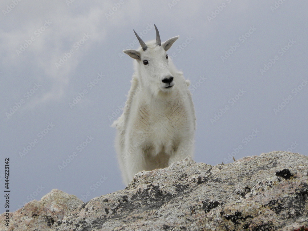 female mountain goat standing on a cliff on mount evans, in the rocky ...