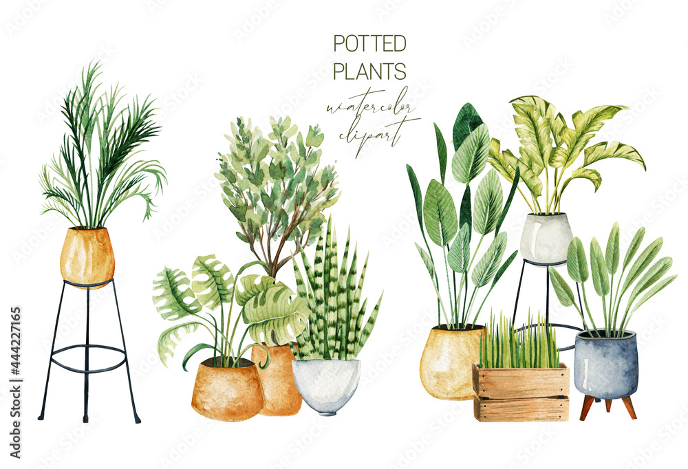 Composition of watercolor potted plants, home plants collection, hand ...