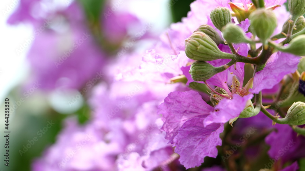Closeup Queen's Flower or Inthanin flower in Thailand and Lagerstroemia ...