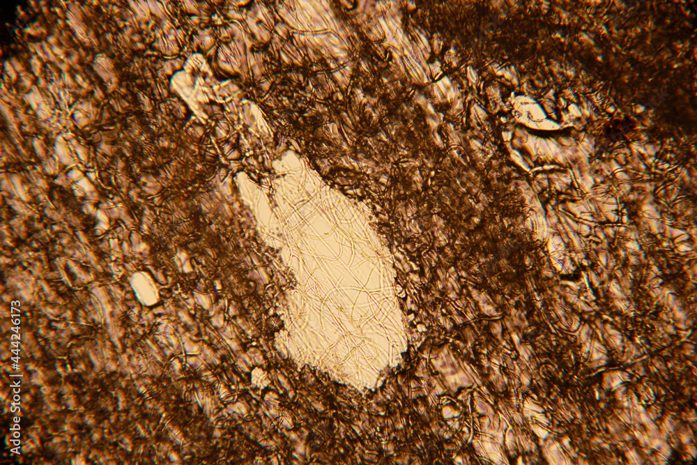 a professional light microscope image of wood cell fibres arteries high ...