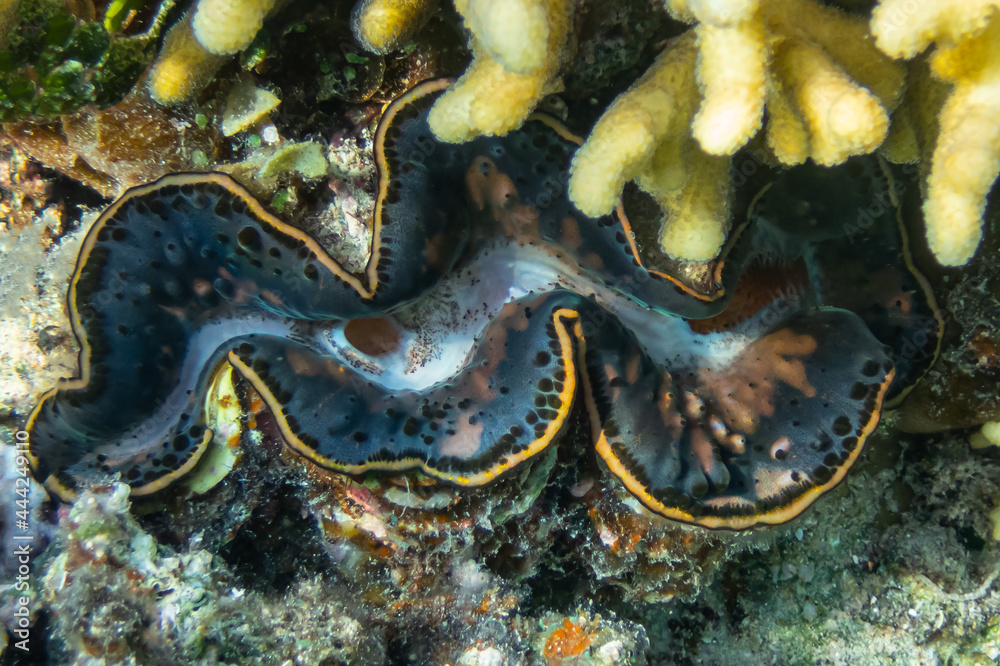cockle Giant Clam in the Red Sea Colorful and beautiful Sexy spotted ...