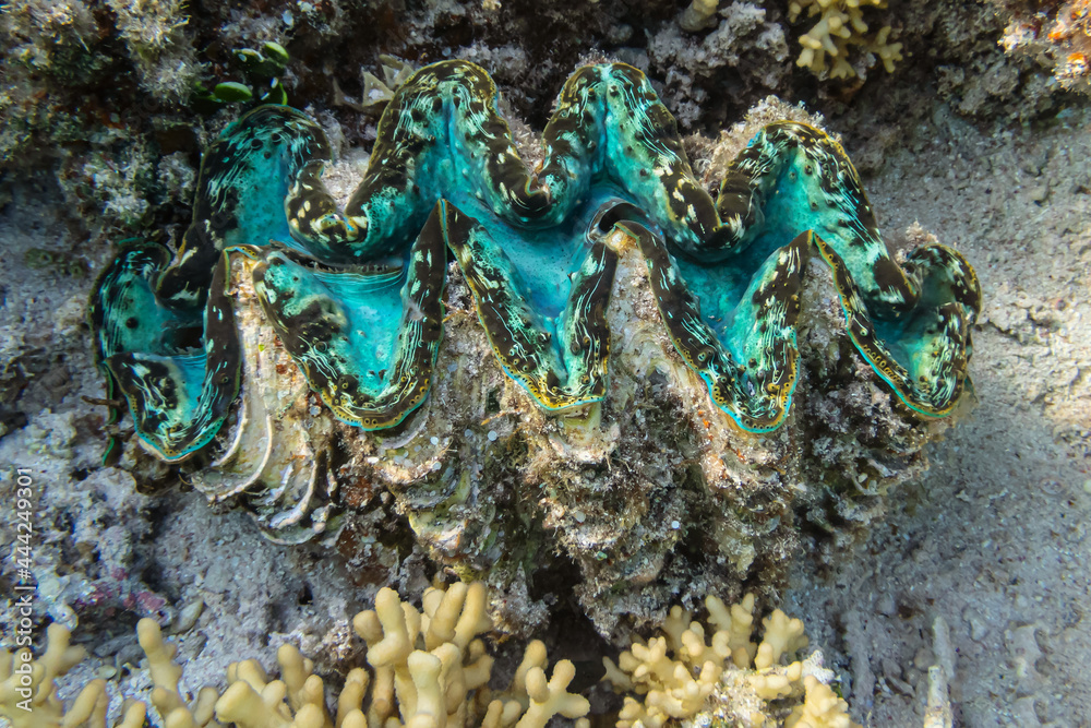 cockle Giant Clam in the Red Sea Colorful and beautiful Sexy spotted ...