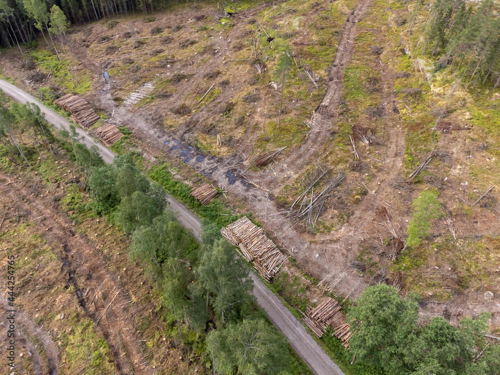 Deforestation, newly cut down forest, clear felled area in Sweden ...