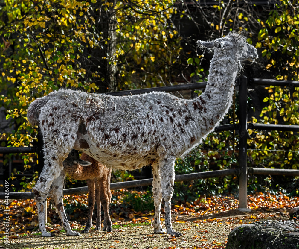 White spotted llama female in the enclosure. Latin name - Lama glama ...